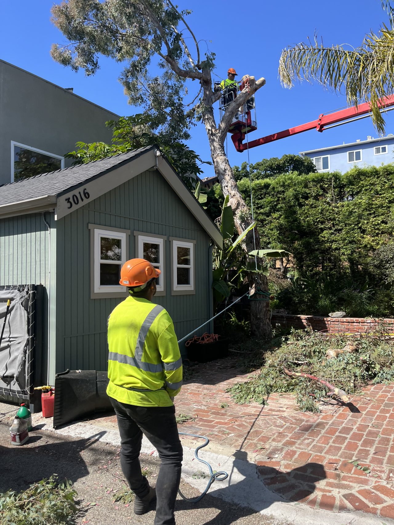 Royal Tree Services | Expert arborist services in Los Angeles